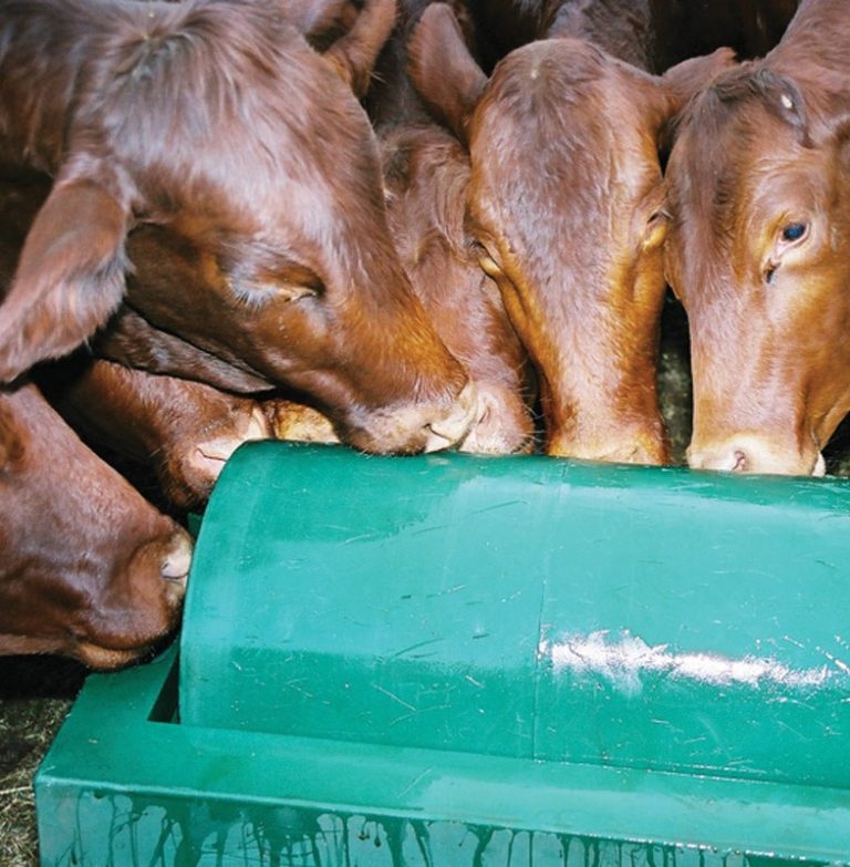 Cattle Molasses Feeders