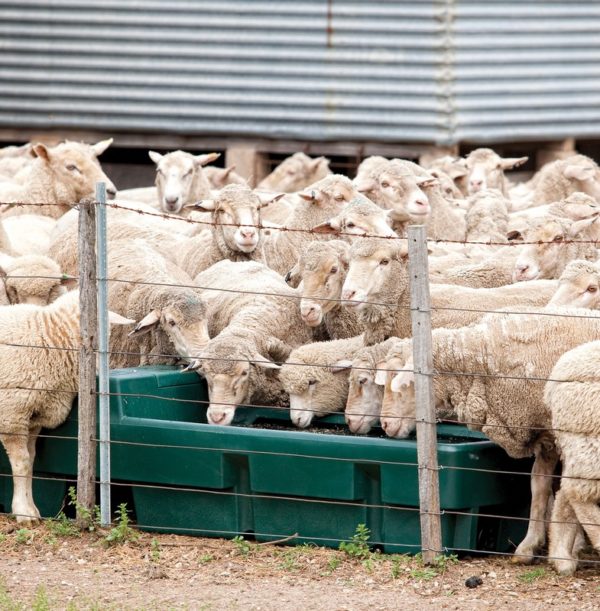 650 Litre Supa Trough Long Stock Trough - Polymaster